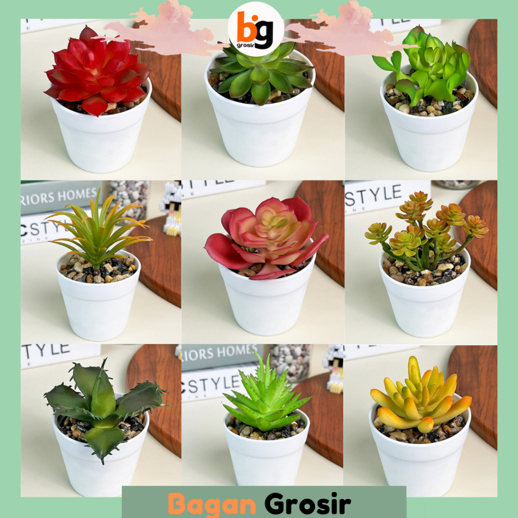 Jual BG Bunga Kaktus Sukulen Mini Pot Tanaman Hias Sekulen Import ...