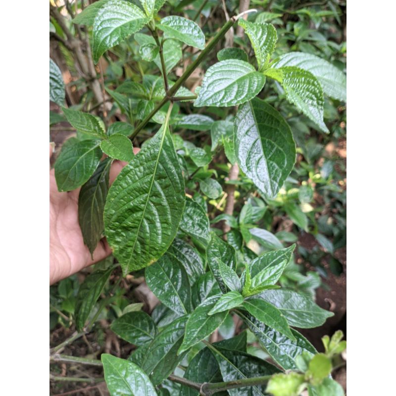 Jual Daun Keji Beling / Daun Keji Beling Segar / Daun Pecah Beling ...