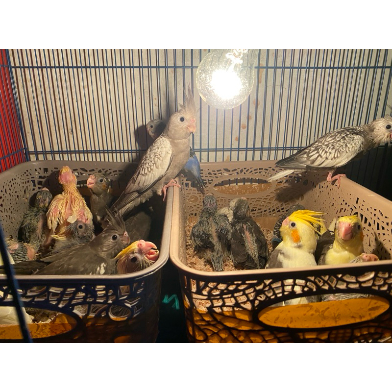 Jual FALK PARKIT AUSTRALIA parkit falk parkit jambul LOLOHAN | Shopee ...