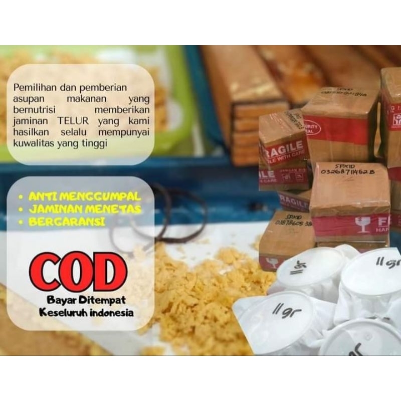 Jual Telur Maggot BSF/Bibit Maggot BSF 11 gram kualitas Terjamin ...