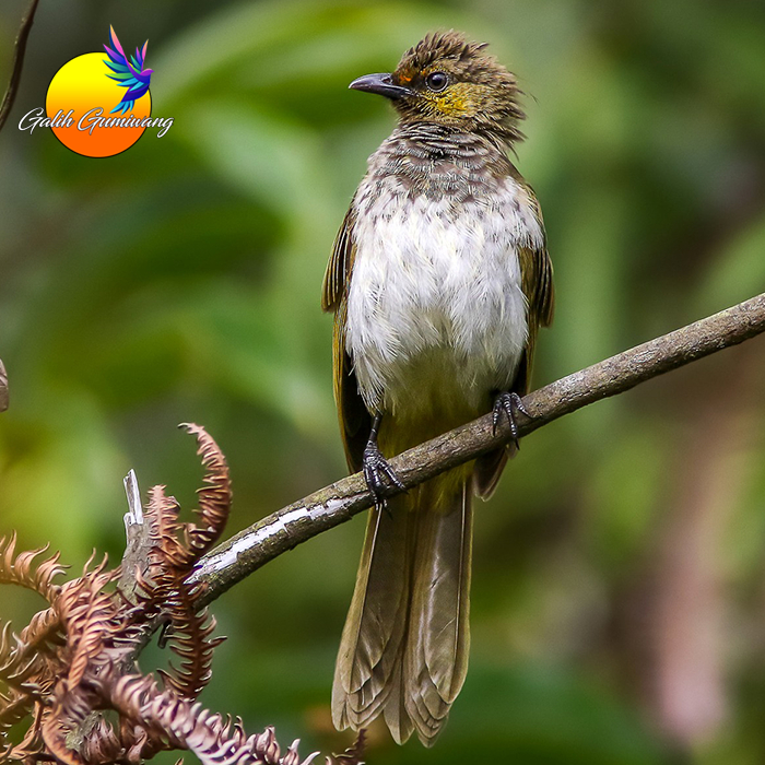 Jual Burung Cucak Wilis Rengganis Cucak Gunung | Shopee Indonesia