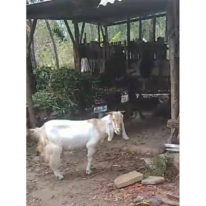 Jual Kambing Qurban Aqiqah | Shopee Indonesia