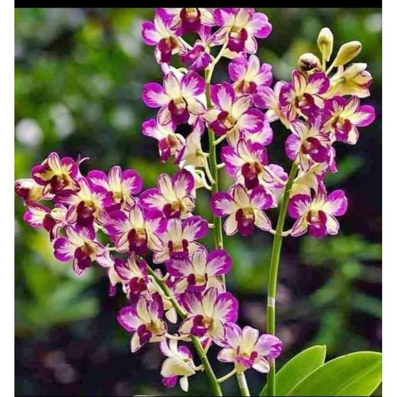 Jual Dendrobium Ang Peng Boong 5% | Shopee Indonesia
