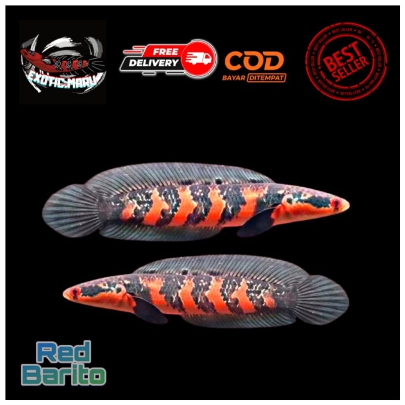 Jual RED BARITO 14-16 CM SIMET QUALITY | Shopee Indonesia