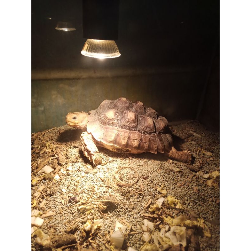 Jual TERMURAH SULCATA 20CM | Shopee Indonesia