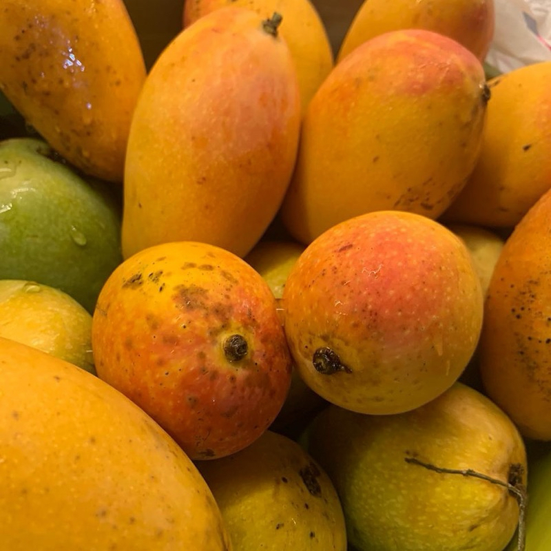 Jual Mangga Podang Gunung Masak Pohon Berat 1 Kg | Shopee Indonesia