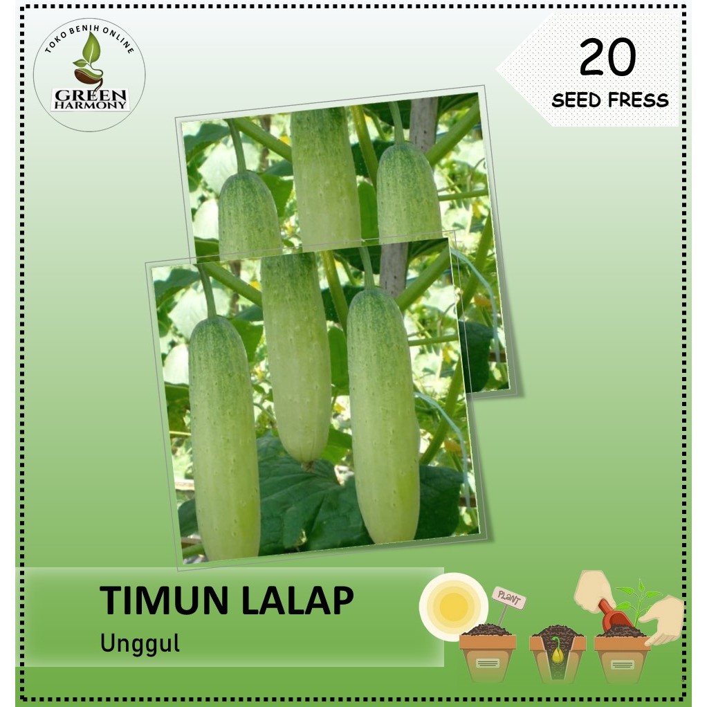 Jual Bibit Sayur Sayuran Timun Lalap Unggul 20 Benih | Shopee Indonesia