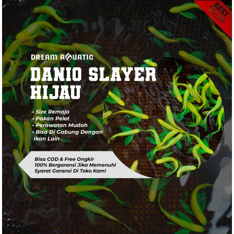 Jual JUAL DANIO SLAYER HIJAU ISI 20 HIASAN AQUARIUM/AQUASCAPE | Shopee ...