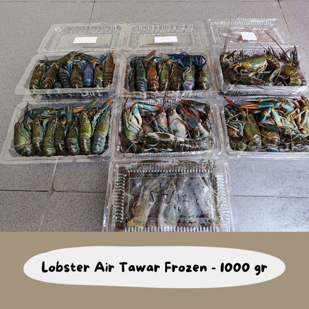 Jual Lobster Air Tawar (Crayfish) Frozen - 1000 gram | Shopee Indonesia
