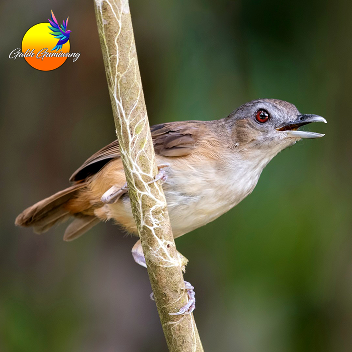 Jual Burung Pelanduk Semak Jantan | Shopee Indonesia