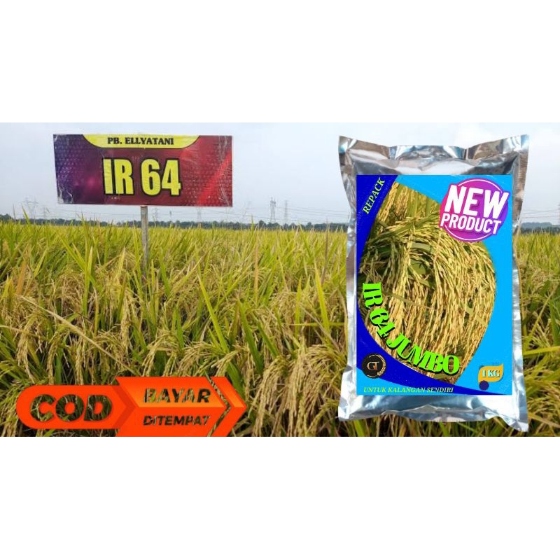 Jual BENIH PADI IR 64 JUMBO/REPACK/KEMASAN 1KG | Shopee Indonesia