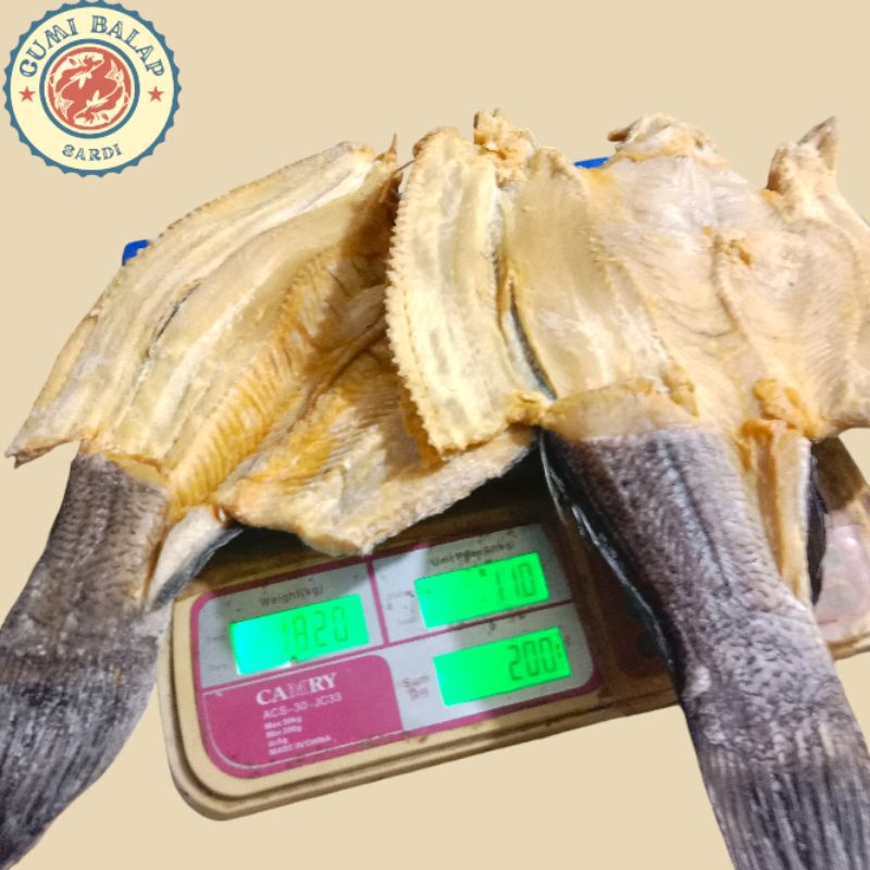 Jual gabus jumbo/gabus rawa | Shopee Indonesia