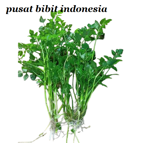 Jual TANAMAN TESPONG / SALEDREN / SALEDRI HUTAN 5 pohon | Shopee Indonesia