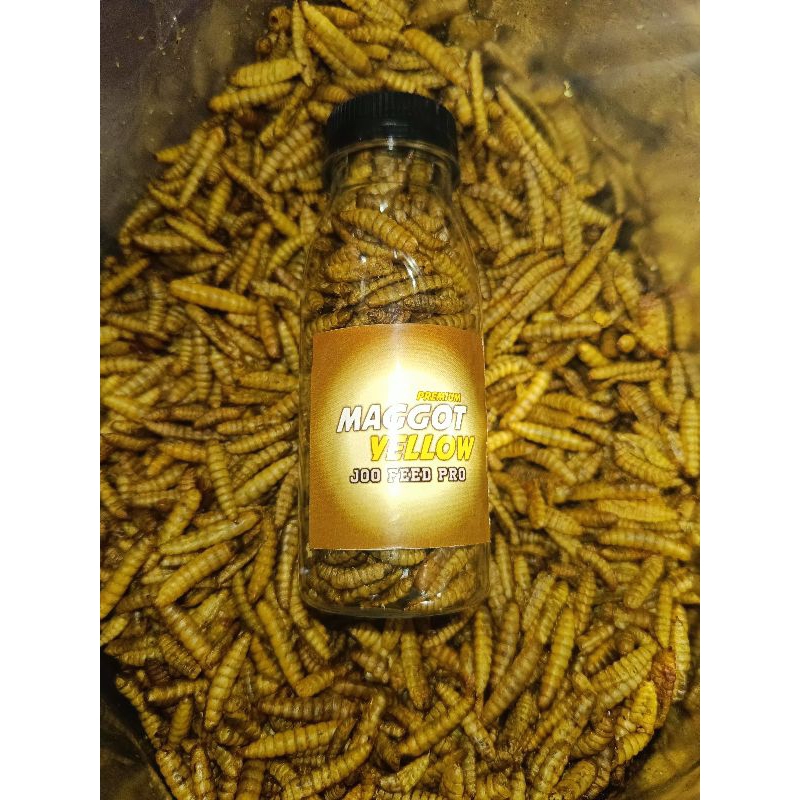 Jual Maggot kering Premium Yellow untuk menaikan warna kuning dan ...