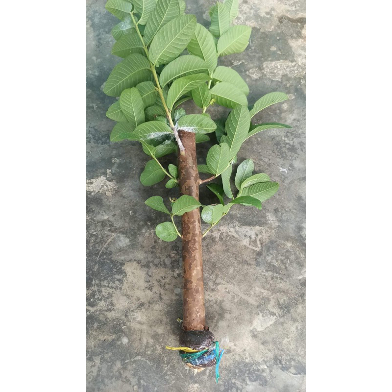 Jual jambu kristal merah jumbo besar | Shopee Indonesia