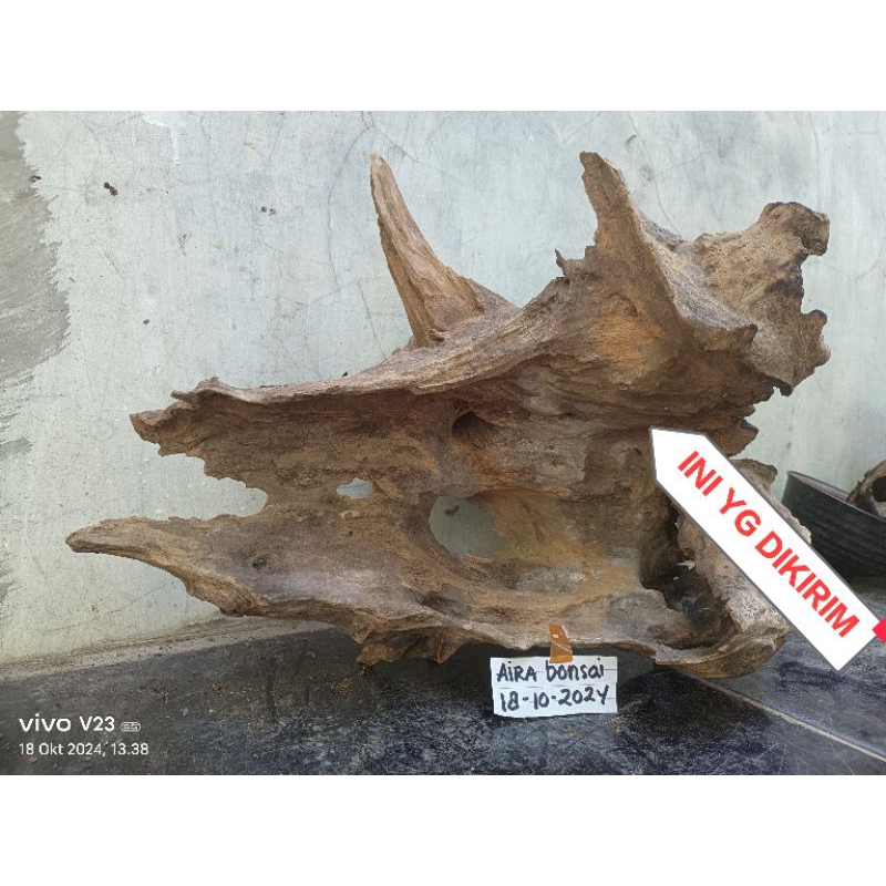 Jual kayu rentek jumbo untuk aquascape, koleksi, tempat main reptil ...