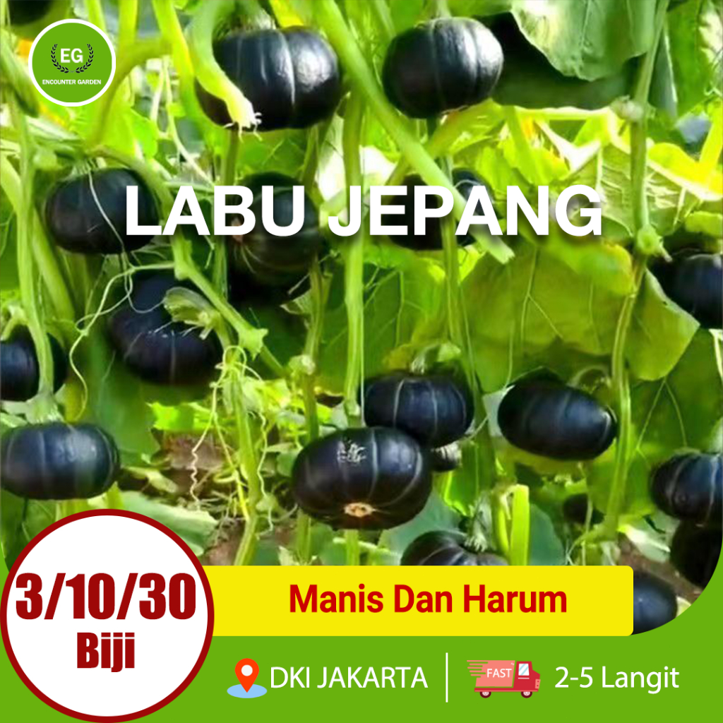 Jual 30 biji Labu Jepang Benih sayuran berkualitas tinggi Labu Jepang ...