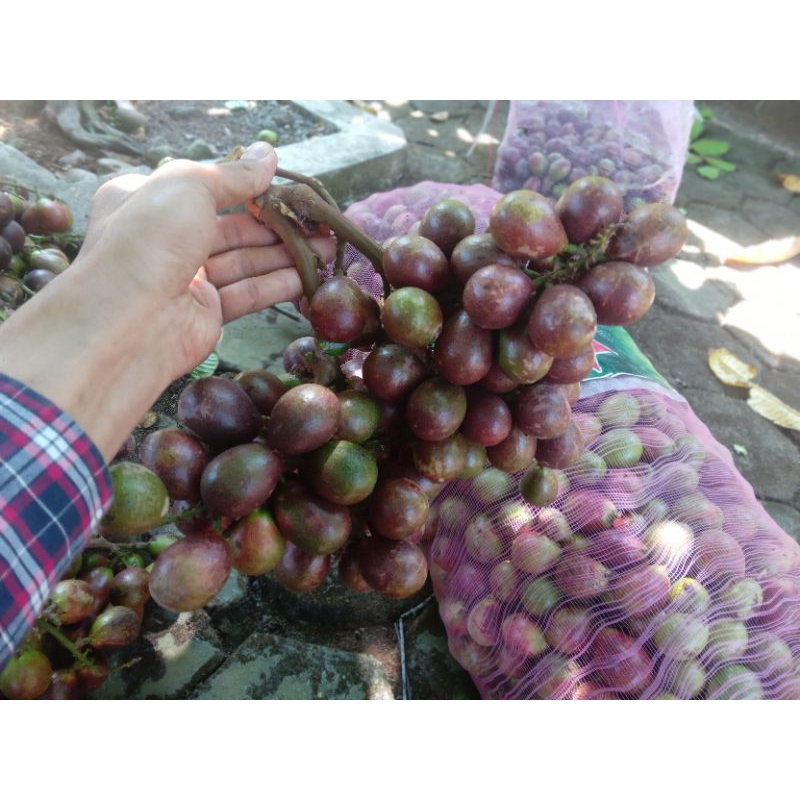 Jual matoa super paket 3kg manis fresh | Shopee Indonesia