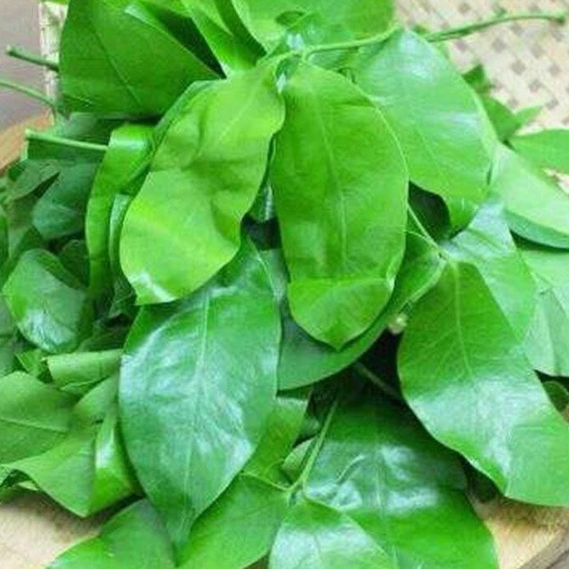 Jual Daun Melinjo Daun So Dong So | Shopee Indonesia