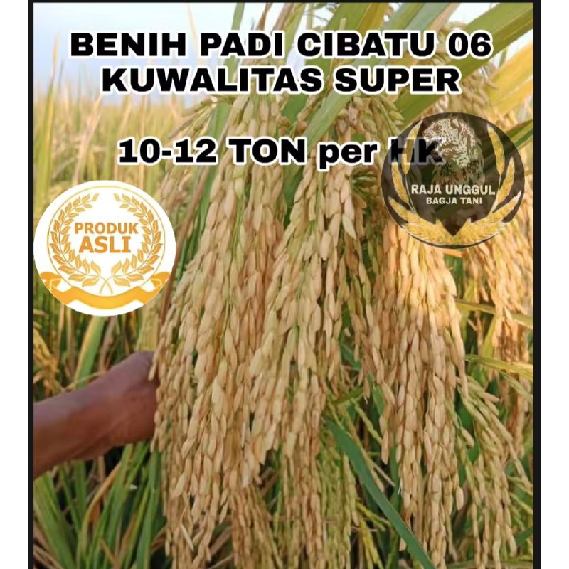 Jual BENIH BIBIT PADI CIBATU 06 SUPER UNGGUL 1KG | Shopee Indonesia