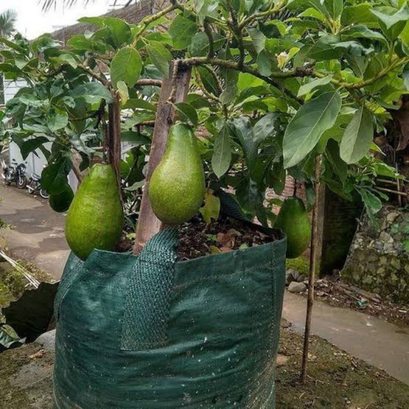 Jual Tanaman Alpukat Aligator Jumbo Tinggi 1,5 Meter Up Batang Besar ...