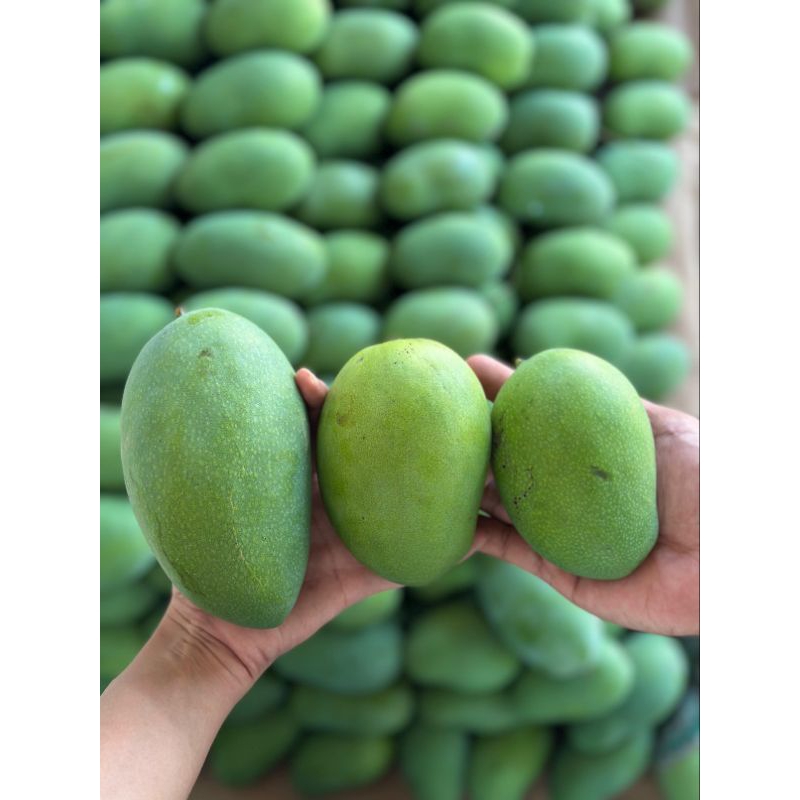 Jual 1KG isi 4-5 mangga harum manis cerry [MINI] | Shopee Indonesia