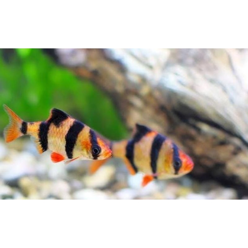 Jual TERLARIS,ikan Tiger fish/Sumatra, paket (10ekor)ikan hias aquarium ...