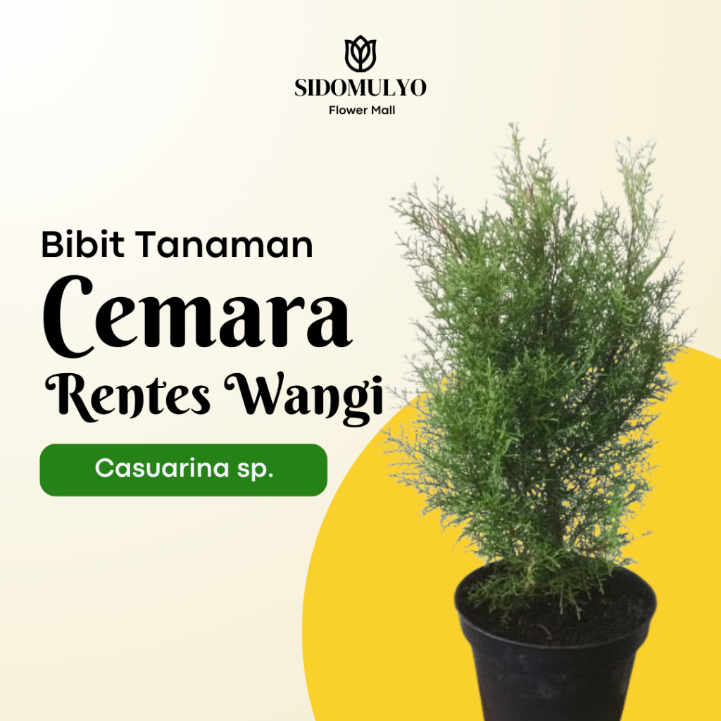 Jual Bibit Cemara Rentes Wangi - Tanaman Hias Cemara Wangi Tinggi Bibit ...
