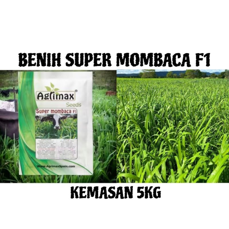 Jual 5KG Benih Super Mombaca F1 Urban Farming Mombasa - Bibit Rumput ...