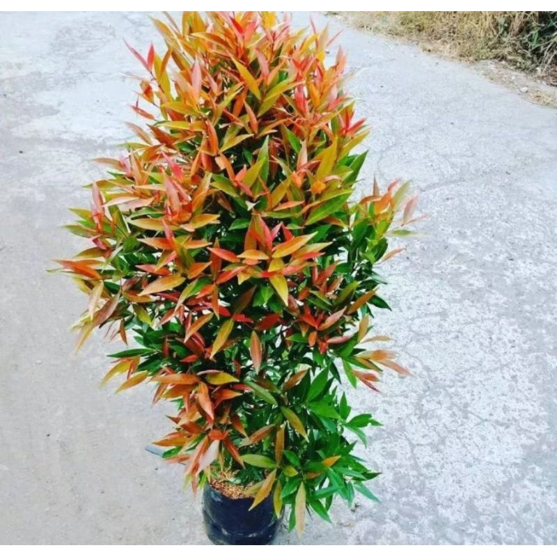 Jual Tanaman Pucuk merah Rimbun | Shopee Indonesia