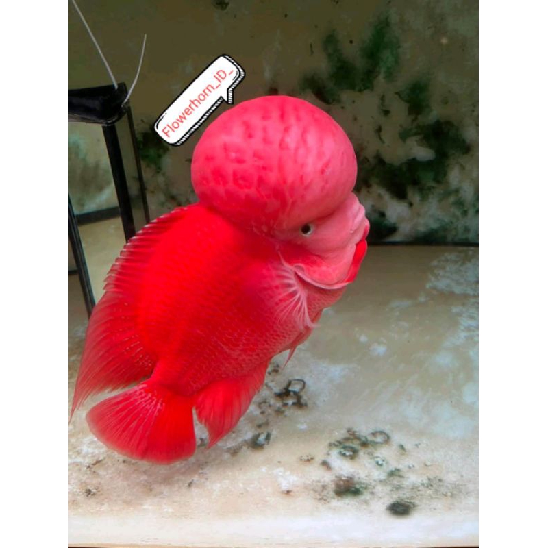 Jual Burayak Louhan SRM (Super Red Monkey) Thailand | Shopee Indonesia