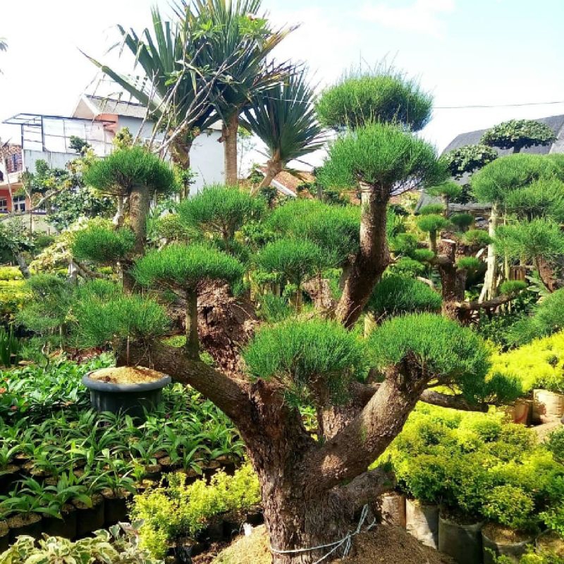 Jual Bonsai cemara udang / bonsai taman/pohon bonsai | Shopee Indonesia
