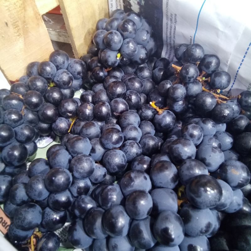Jual Anggur bali 1kg | Shopee Indonesia
