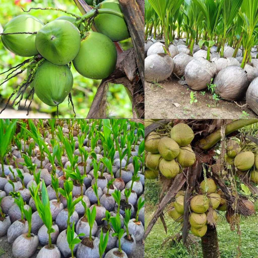 Jual Bibit Kelapa Genjah Entok, Bibit Kelapa Super | Shopee Indonesia