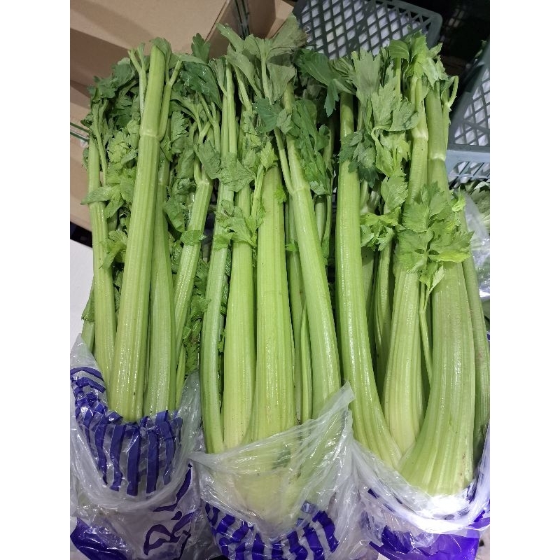 Jual Celery Stick Import - Celery Stick 1KG - Seledri Batang - Fresh per KG | Shopee Indonesia