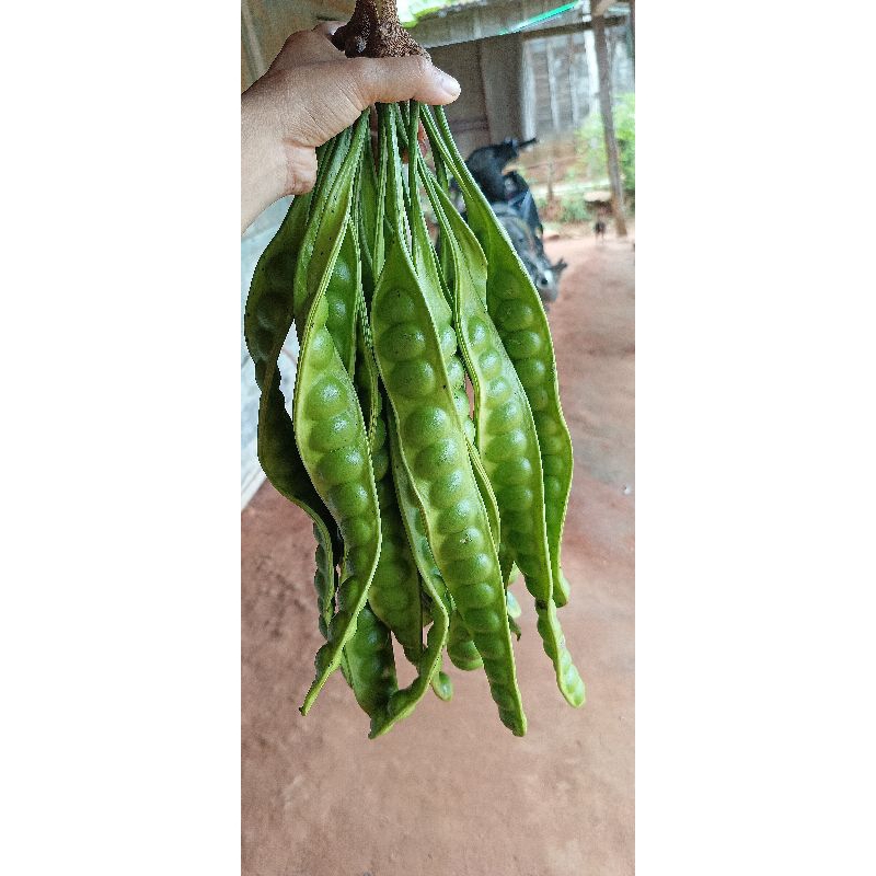 Jual petai muda per iket isi 10 lonjor atau 10 papan petai | Shopee ...