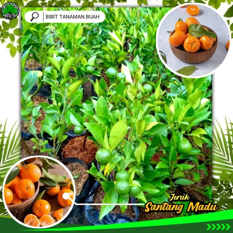 Jual bibit Jeruk jenis Santang madu hasil okulasi kondisi berbuah | Shopee Indonesia