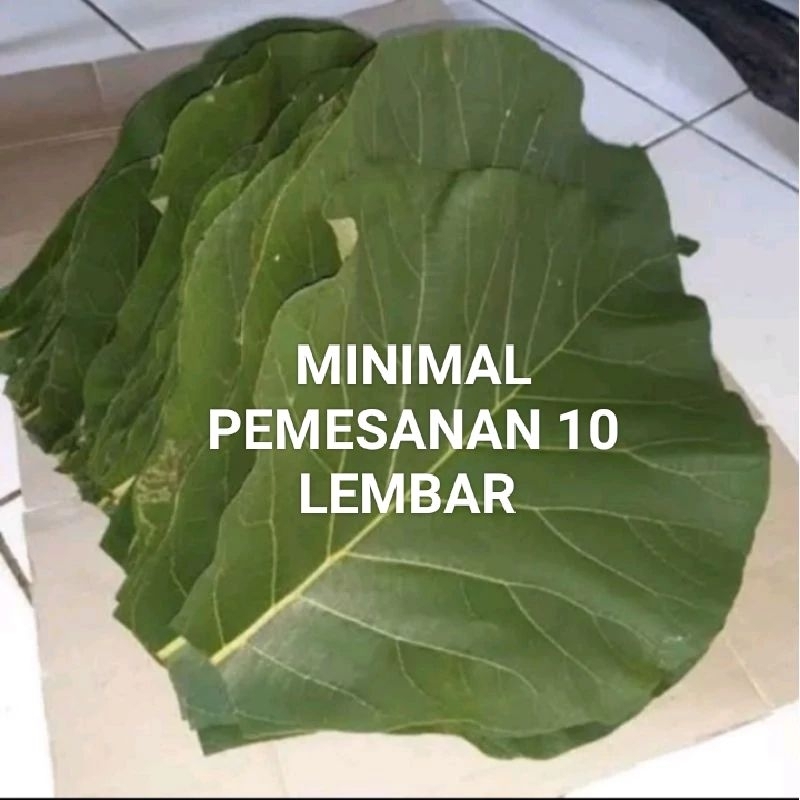 Jual Daun jati fresh PER LEMBAR di petik dadakan | Shopee Indonesia
