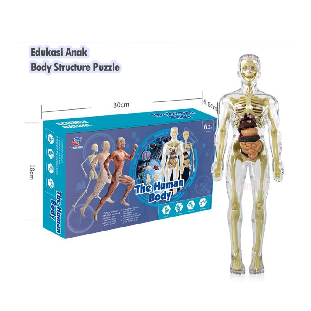Jual Mainan Puzzle 3D Model Human Body Edukasi Anak Sains Belajar Anatomi Tubuh Tulang Organ ...