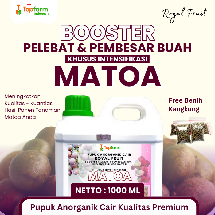 Jual Pupuk Pelebat Buah Matoa / Pupuk Booster Buah Matoa / Pupuk Tanaman Matoa /Pupuk Khusus ...