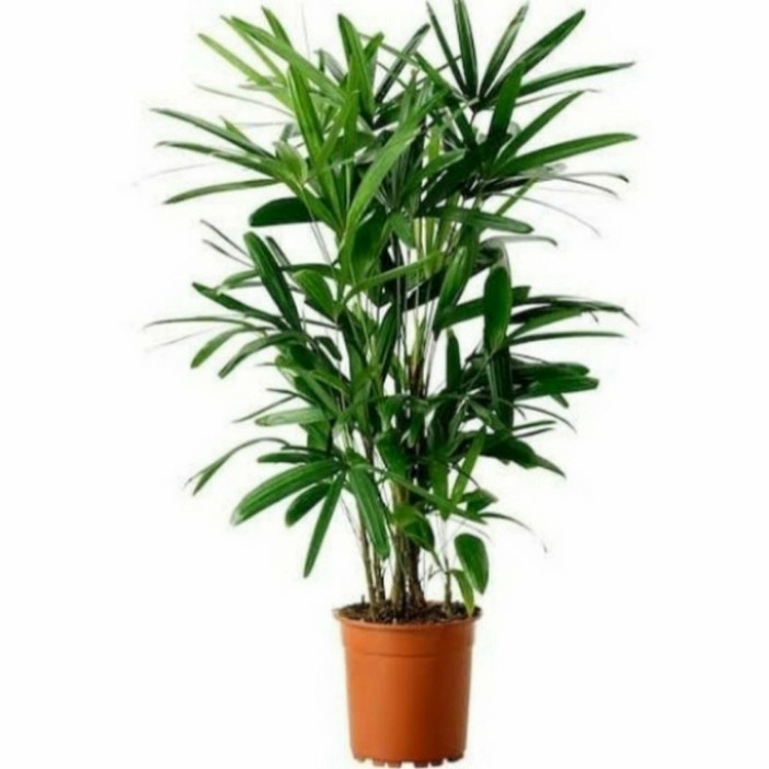 Jual Pohon Palem Regu | Tanaman Hias Palem Regu 1 Meter | Pohon Hias ...