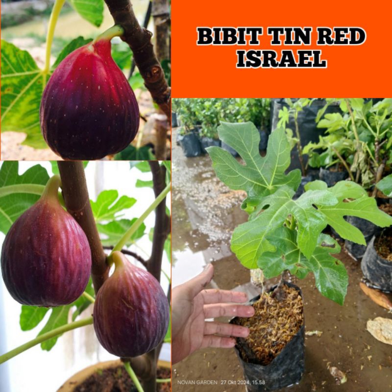 Jual BIBIT TIN RED ISRAEL | TIN RED ISRAEL | TIN MERAH | HASIL CANGKOK ...