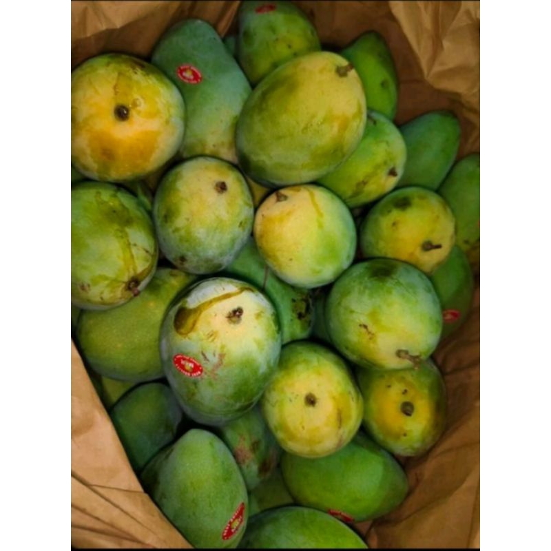 Jual MANGGA ALPUKAT 1 Kg (GRADE-B) | Shopee Indonesia