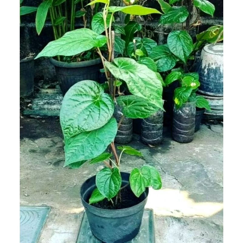 Jual Bibit tanaman Obat, Sirih Hijau ( Beli 10 gratis 1) | Shopee Indonesia