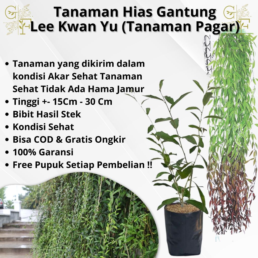 Jual Tanaman Rambat LEE KWAN YEW Tanaman Gantung Pagar Atap Rumah ...
