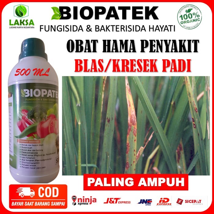 Jual Obat Blas Padi - obat penyakit padi - Biopatek fungisida bakterisida Hayati paling ampuh ...