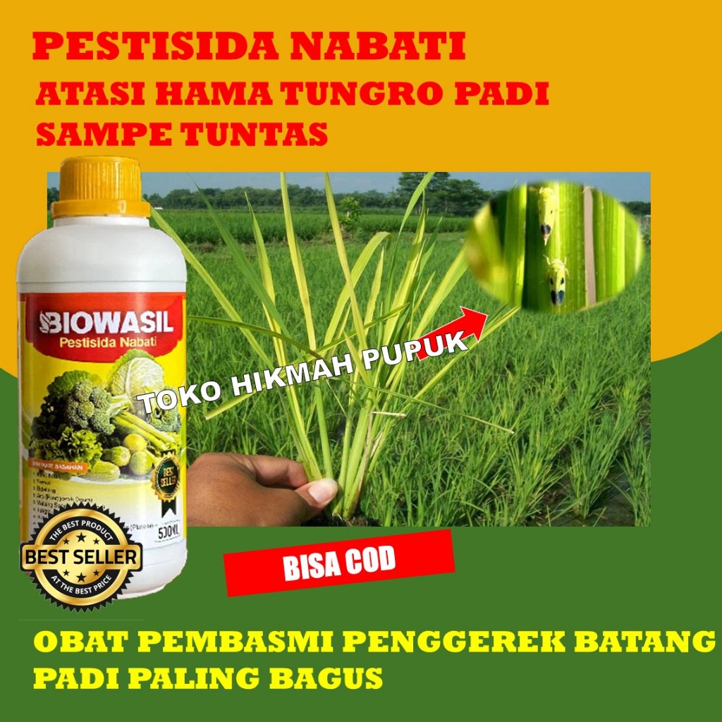 Jual OBAT PADI PEMBASMI PENYAKIT TUNGRO PALING AMPUH - OBAT PEMBASMI ...