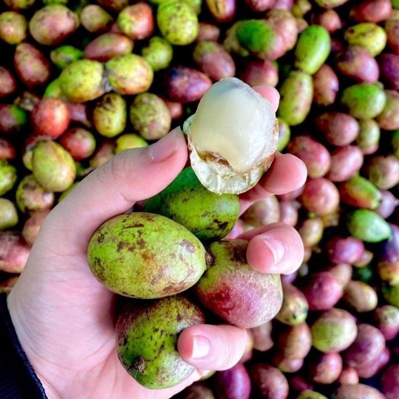 Jual [BUAH UNIK MATOA KIRIM INSTAN/SAMEDAY] Matoa SUPER Buah Unik ...