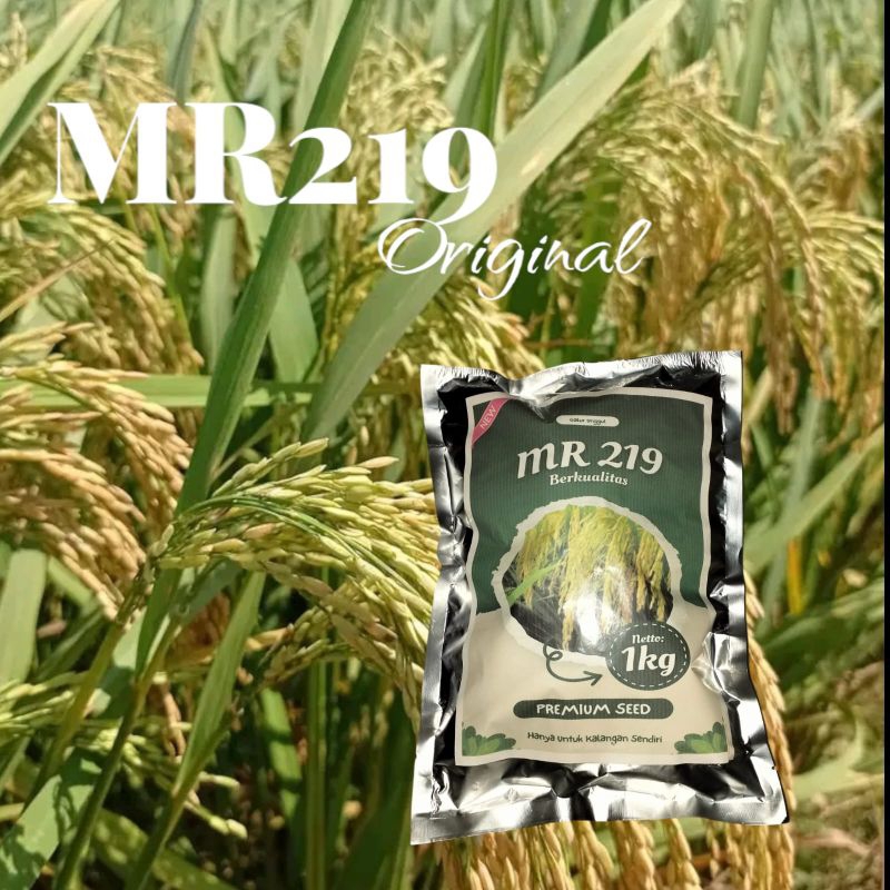 Jual Benih Padi MR219 Kemasan 1kg premium | Shopee Indonesia