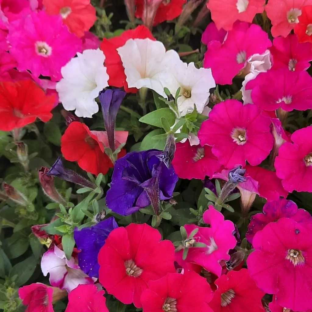 Jual Biji Bunga Petunia Multiflora Hurrah Mix (Isi 10 biji) | Shopee ...